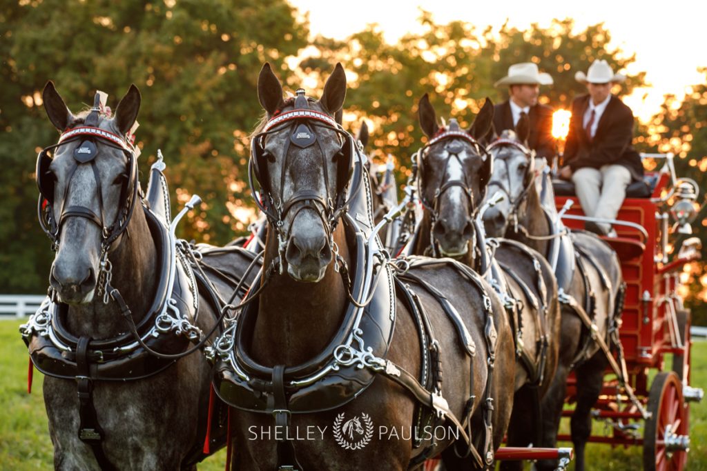 Advertising Photography - Ames Percherons, Autumn - Shelley Paulson ...
