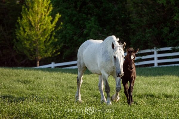 Ames Percherons Spring Foal - Shelley Paulson Photography