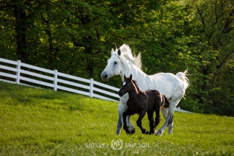 Ames Percherons Spring Foal - Shelley Paulson Photography