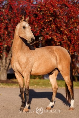 Akhal Teke Horses in Autumn Light - Shelley Paulson Photography