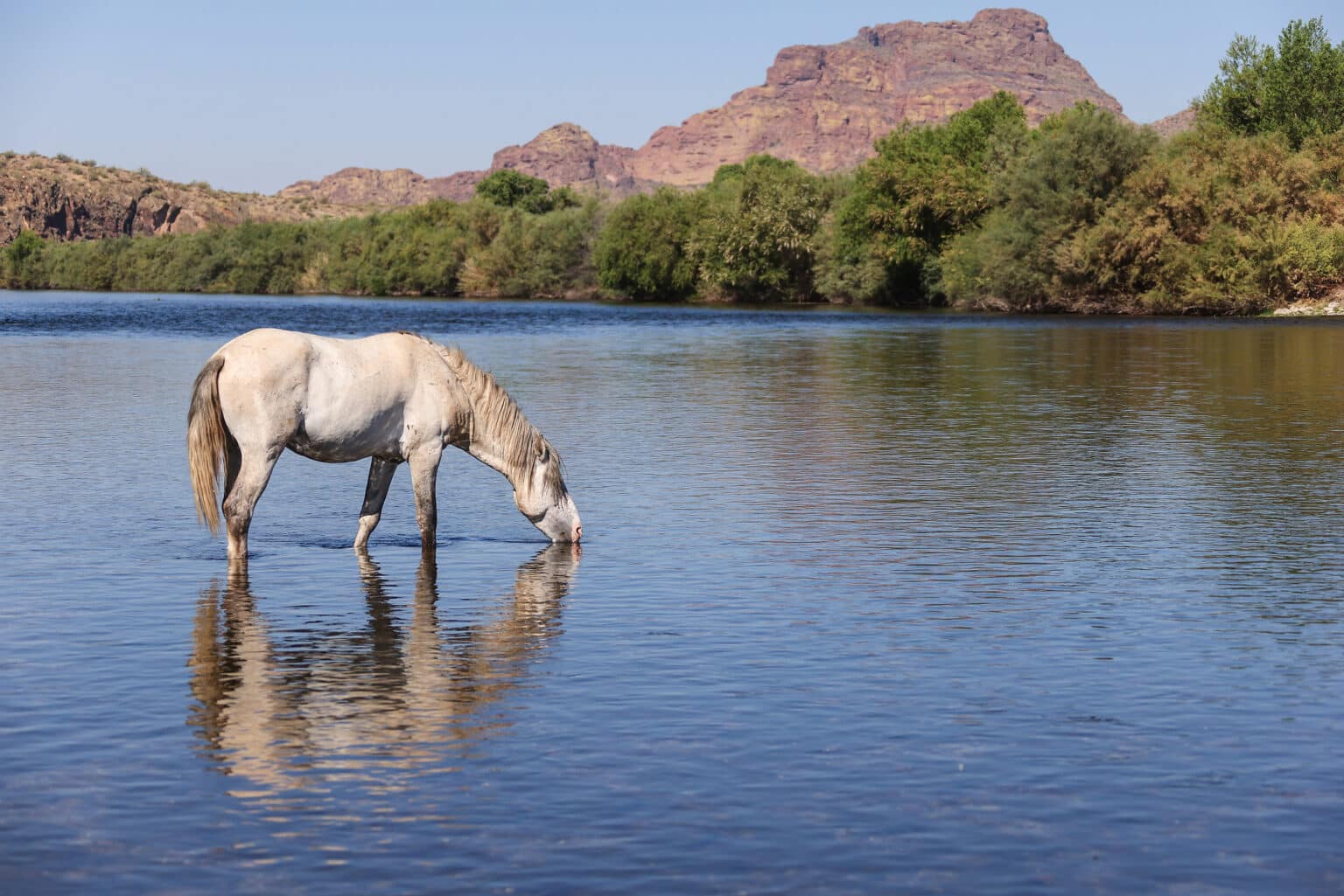 Arizona's Wild Horses - Photographs of the Salt River Mustangs, Part 2 ...