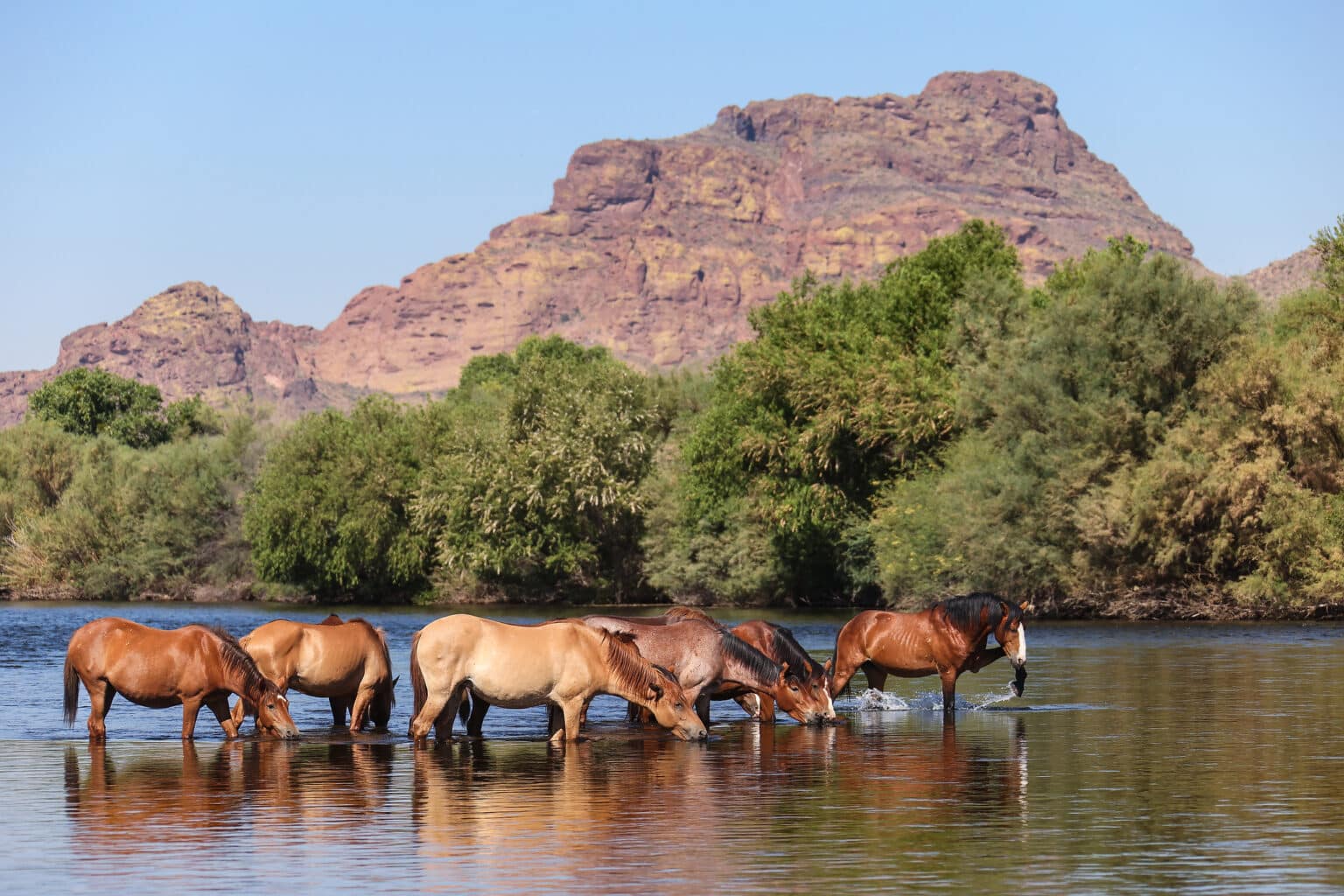 Arizona's Wild Horses - Photographs of the Salt River Mustangs, Part 2 ...