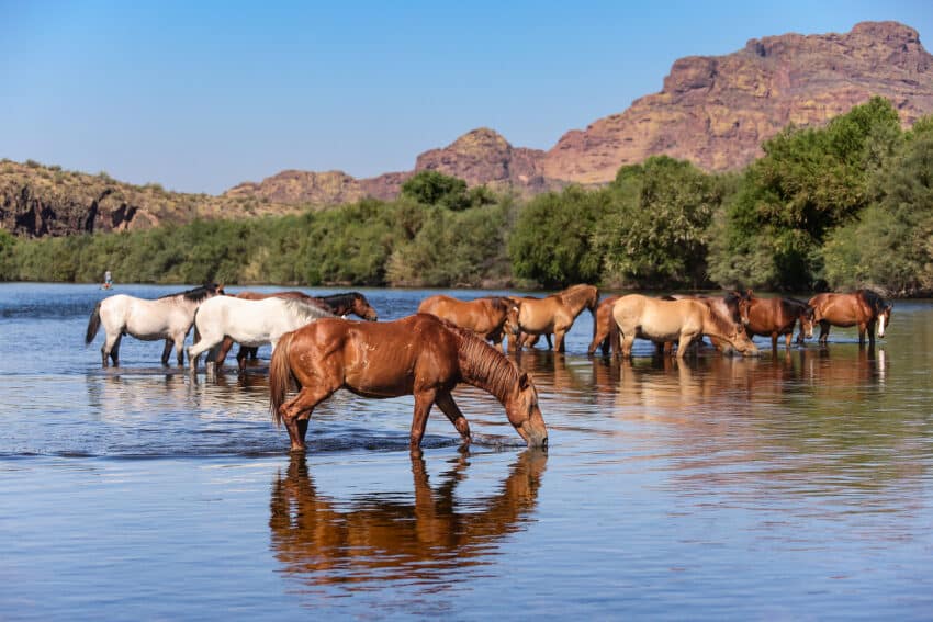 Arizona's Wild Horses - Photographs of the Salt River Mustangs, Part 2 ...